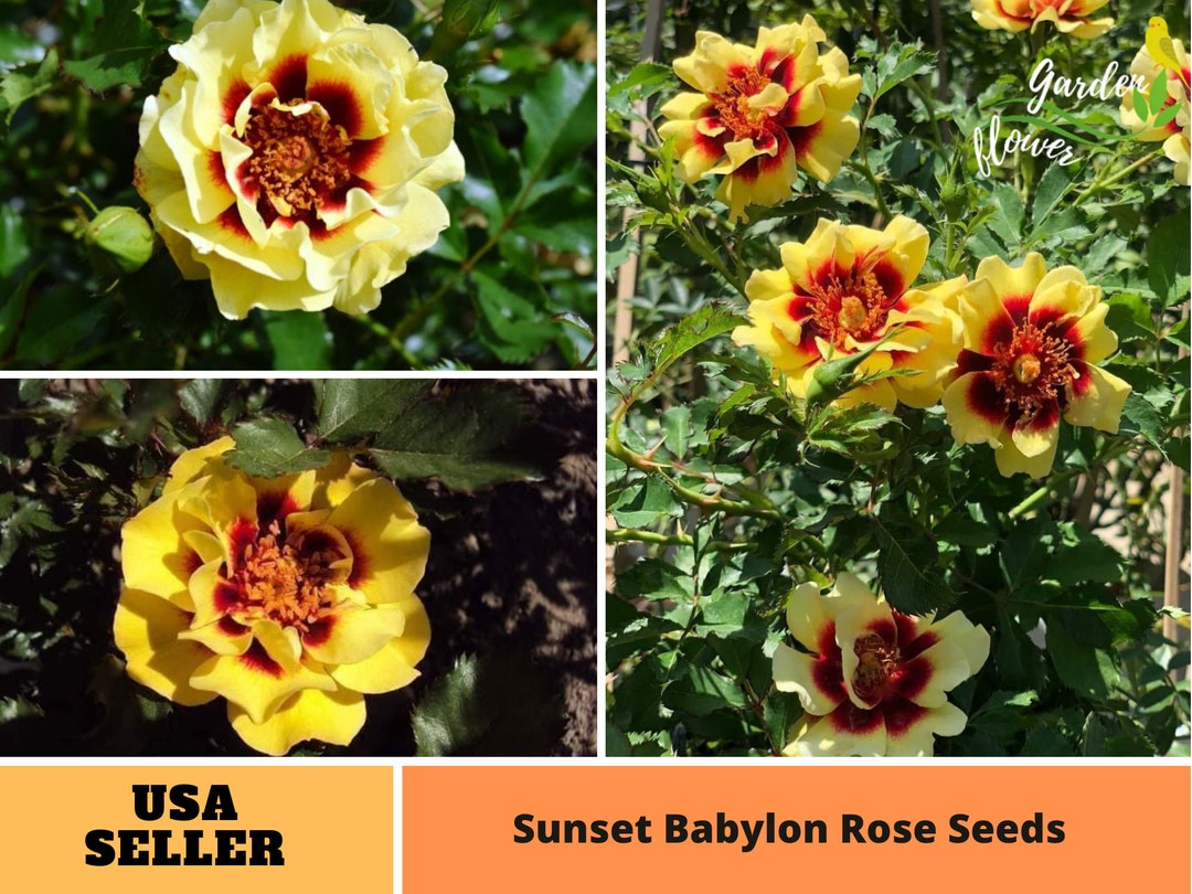 25 Rare Seeds Sunset Babylon Rose Seeds Perennial Authentic Rose Flower ...