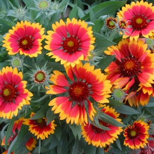 Gaillardia X Grandiflora 'arizona Sun' Perennial Cold Resistant Fast ...