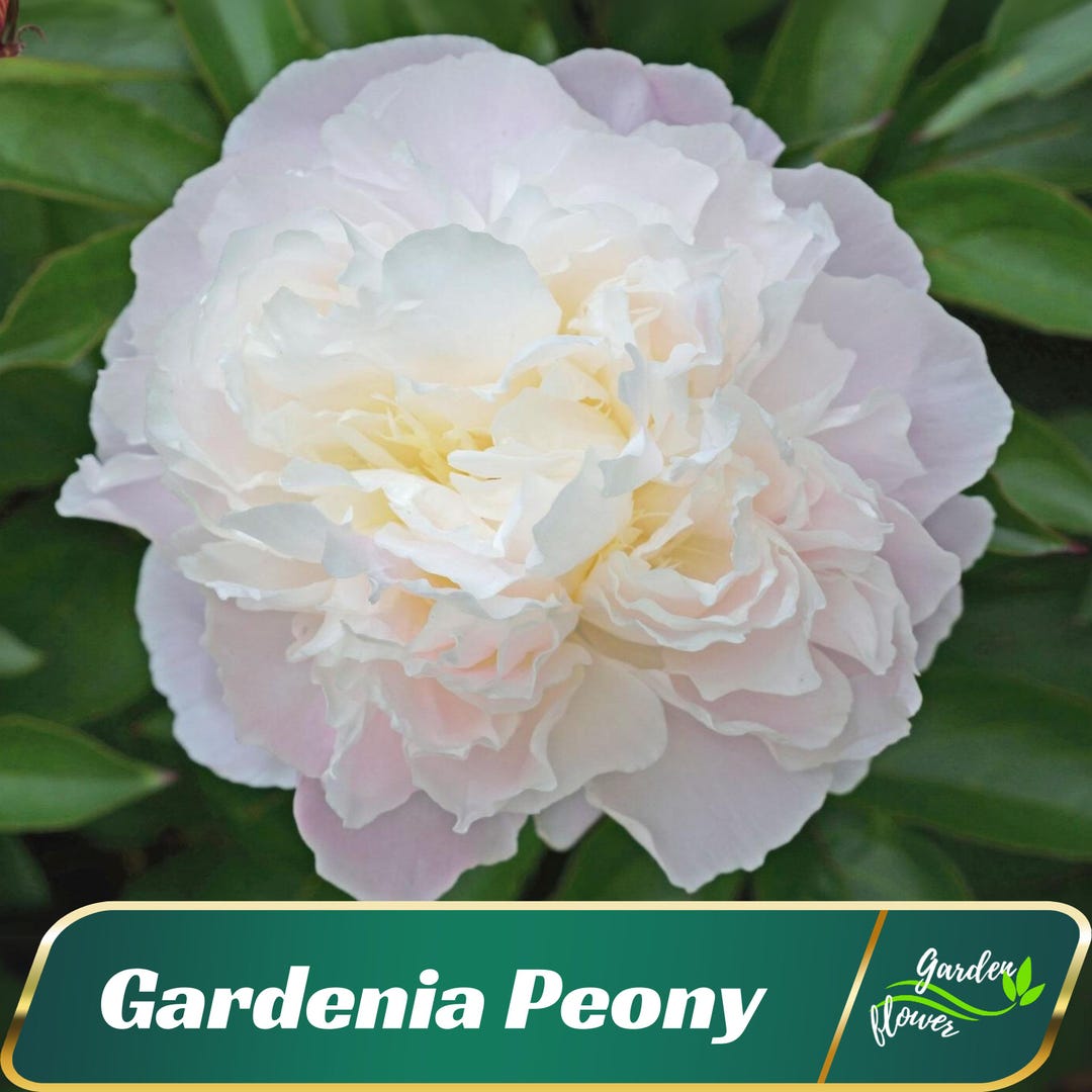 10+ Rare Seeds| Gardenia Peony Seeds - Perennial - Authentic Seeds ...