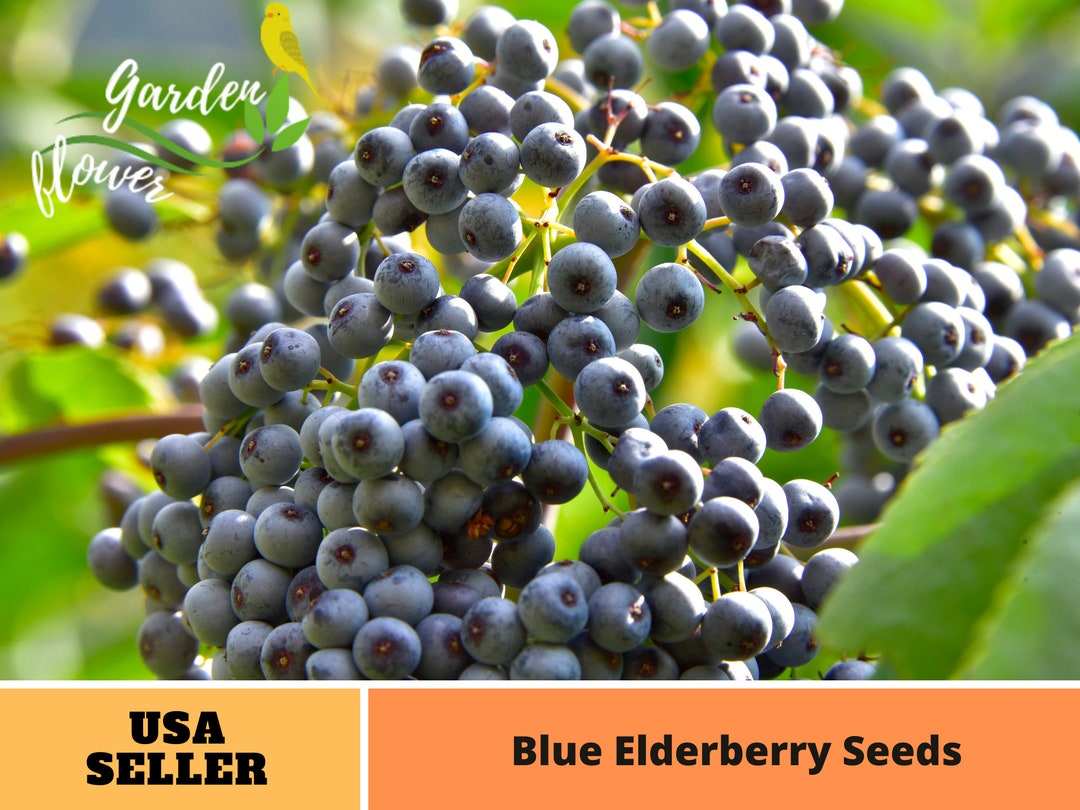 160 Seeds Blue Elderberry Seeding Seeds perennial authentic Seeds ...