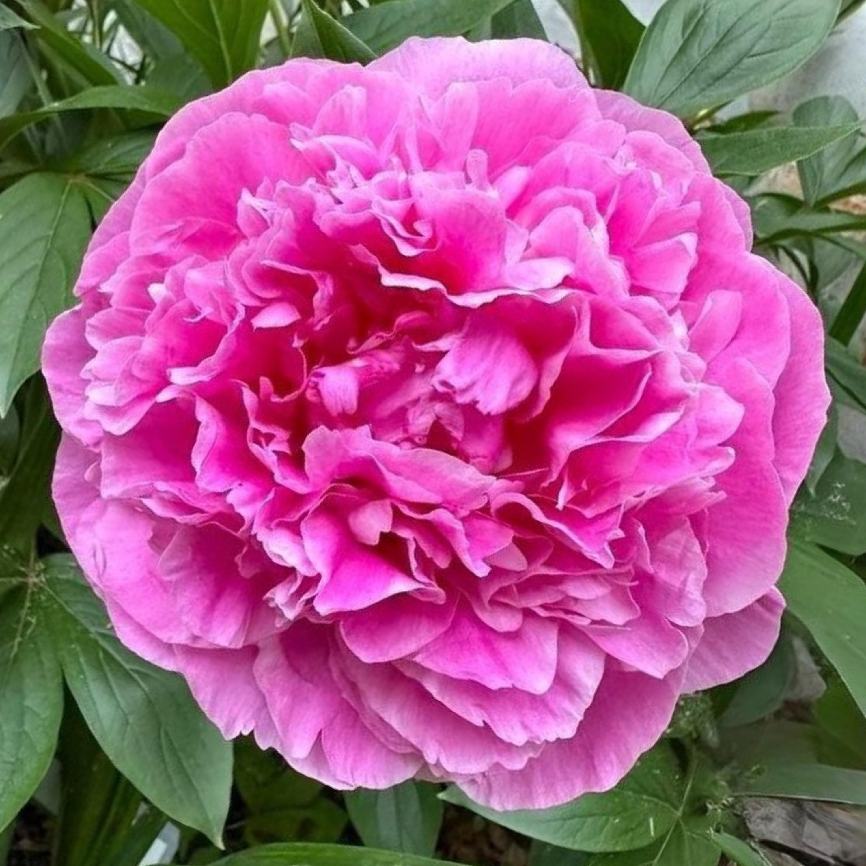 10+ Rare Seeds| Sarah Bernhardt Peony Seeds - Perennial - Authentic ...
