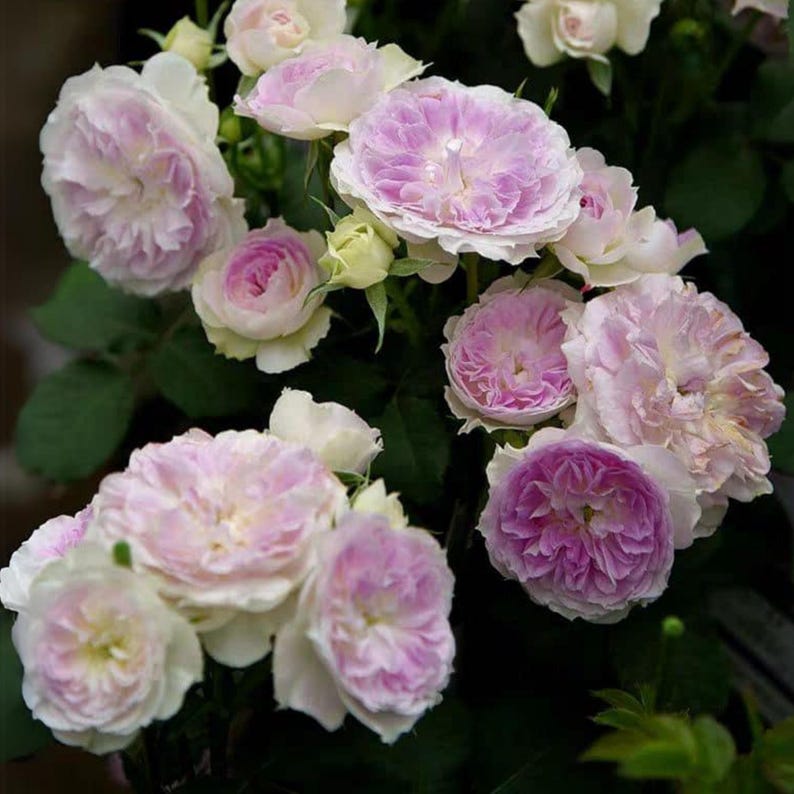 30 Blue Moonstone Rose Seeds - Perennial - Authentic Seeds - Rose ...