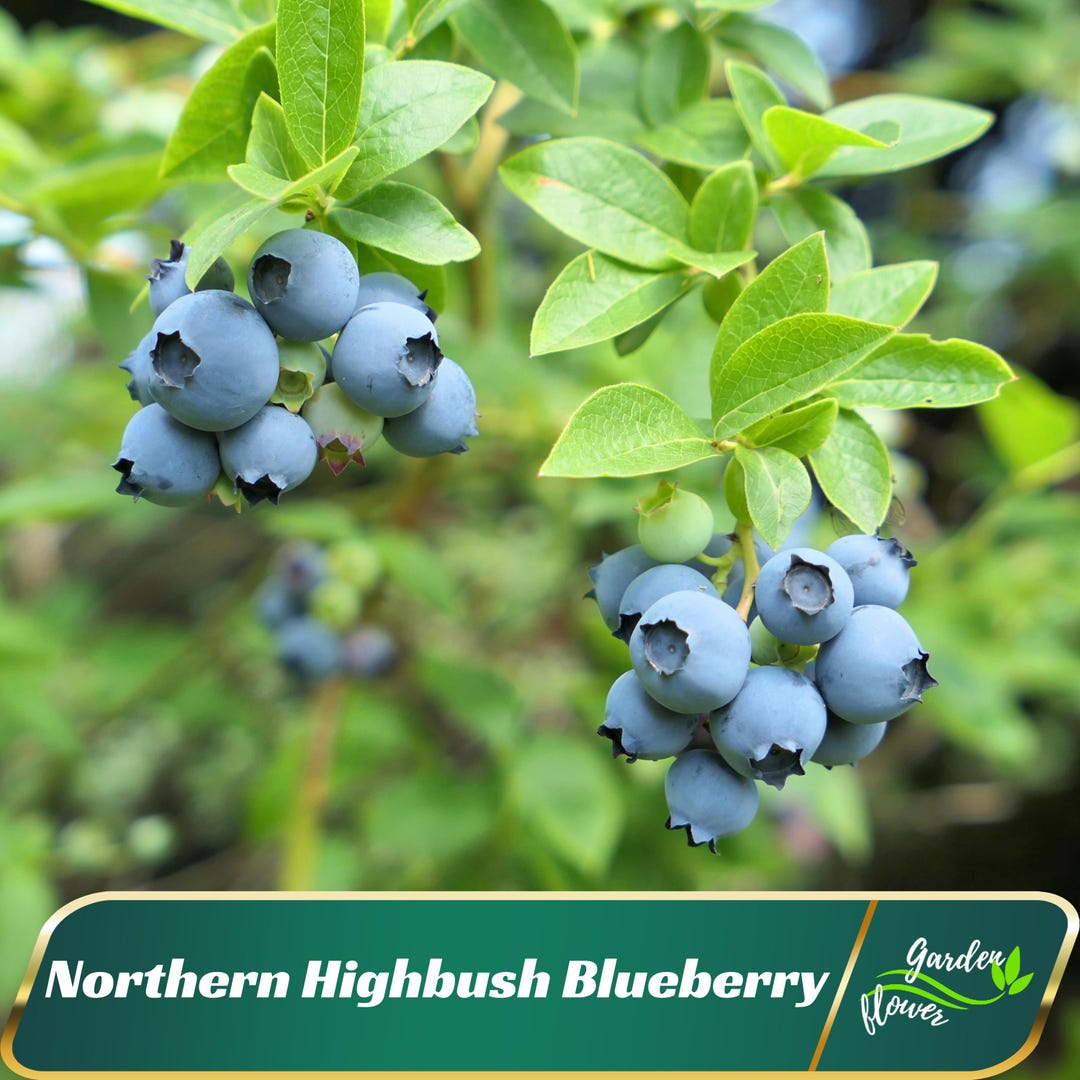 Northern Highbush Blueberry Seeds - Fruit –cold-hardy Fruit Bush- Cold ...