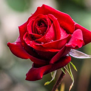 25+ Rare Seed| Red Rose Seeds - Perennial - Authentic Seeds - Rose ...