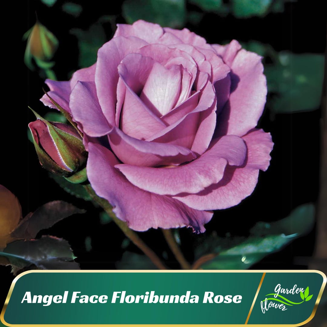 25+ Rare Seeds| Angel Face Floribunda Rose Seeds - Perennial ...
