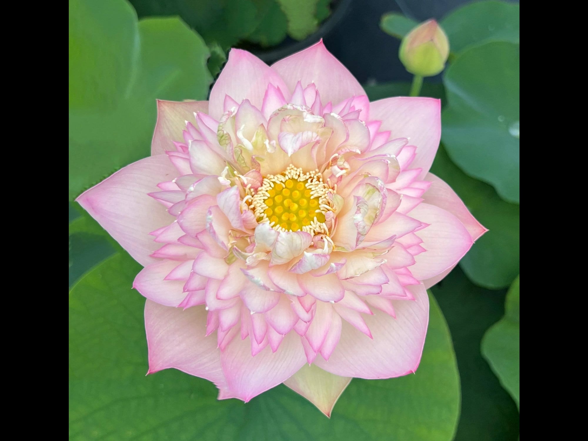 5 Happy Children Lotus Seeds - Indian Lotus (nelumbo Nucifera ...