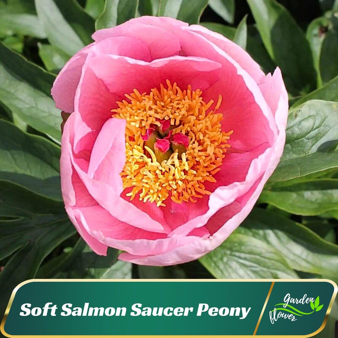 10+ Rare Seeds| Soft Salmon Saucer Peony Seeds - Perennial - Authentic ...