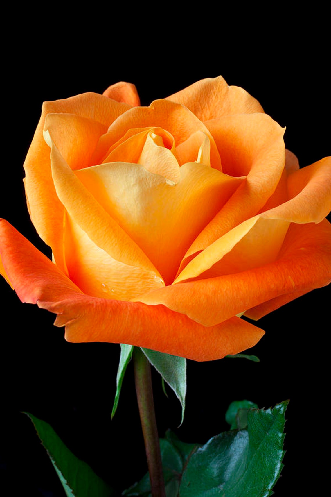 25 Rare Seed Orange Rose Seeds-perennial authentic - Etsy