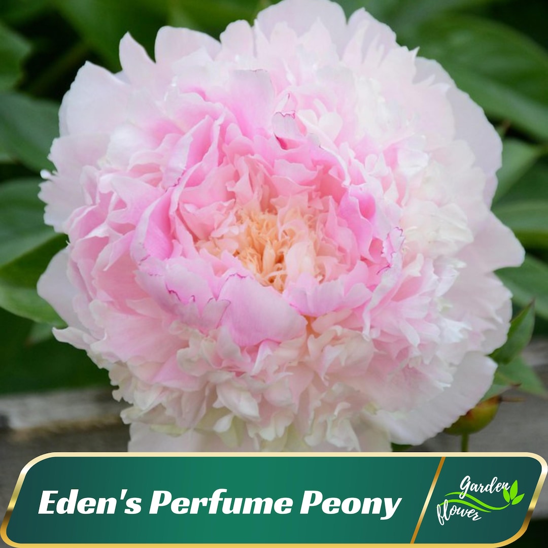 10+ Seeds| Eden's Perfume Peony Flower Seeds - Perennial - Authentic ...