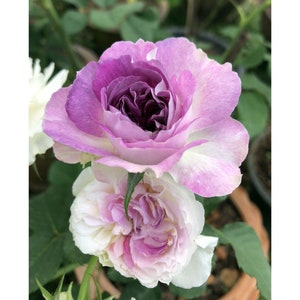 30 Rare Seeds Blue Moonstone Rose Seeds-perennial authentic Seeds ...
