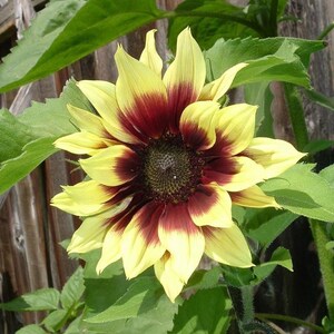 25+ Seeds| Yellow Brown Magic Roundabout Sunflower Seeds-perennial ...