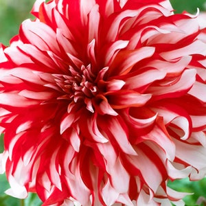 Red White Santa Claus Dahlia Perennial Flower Seeds - Perennial - Fast ...