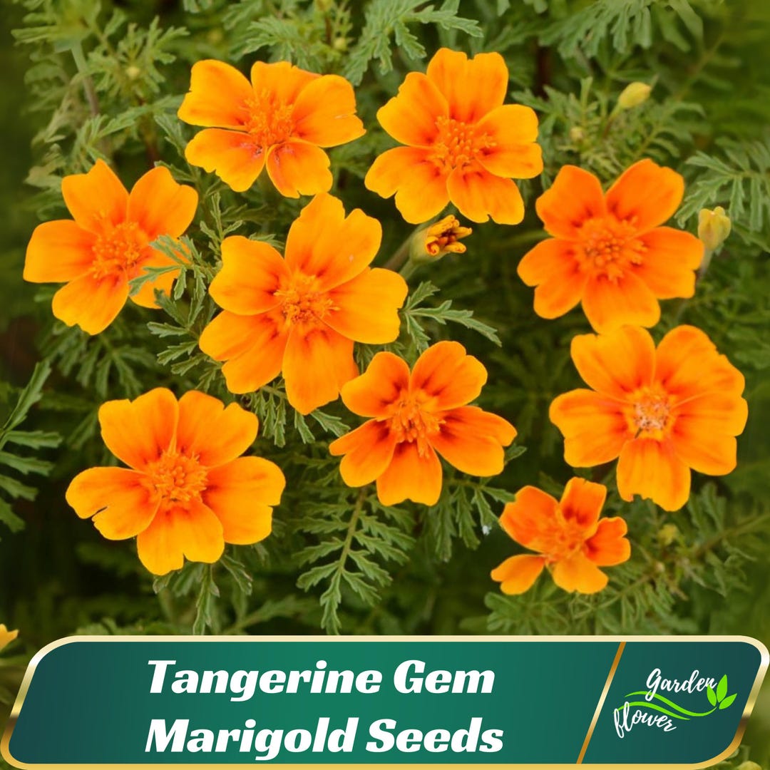 Tangerine Gem Marigold Seeds - Edible -open-pollinating - Potted ...