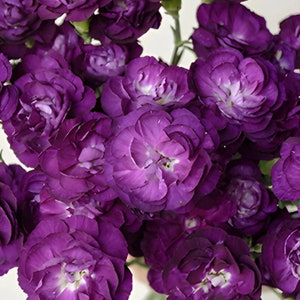 Moonberry Light Purple Mini Carnation - Authentic Seeds - Cold ...