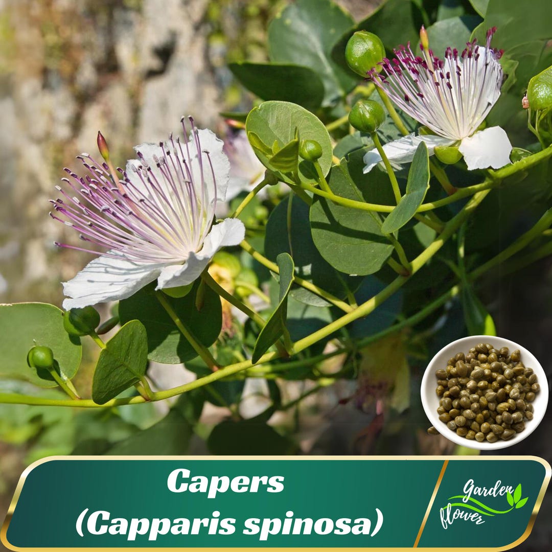 Capers (caper Bush) Seeds –easy-to-grow Garden Beauties for All Seasons-clumping - Open ...