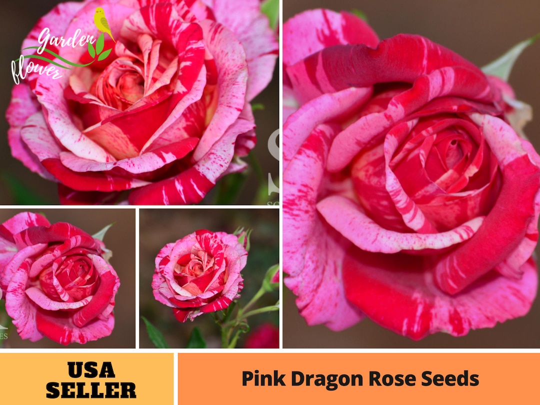 25 Rare Seeds Pink Dragon Bush Flowers Rose Seeds-perennial authentic ...