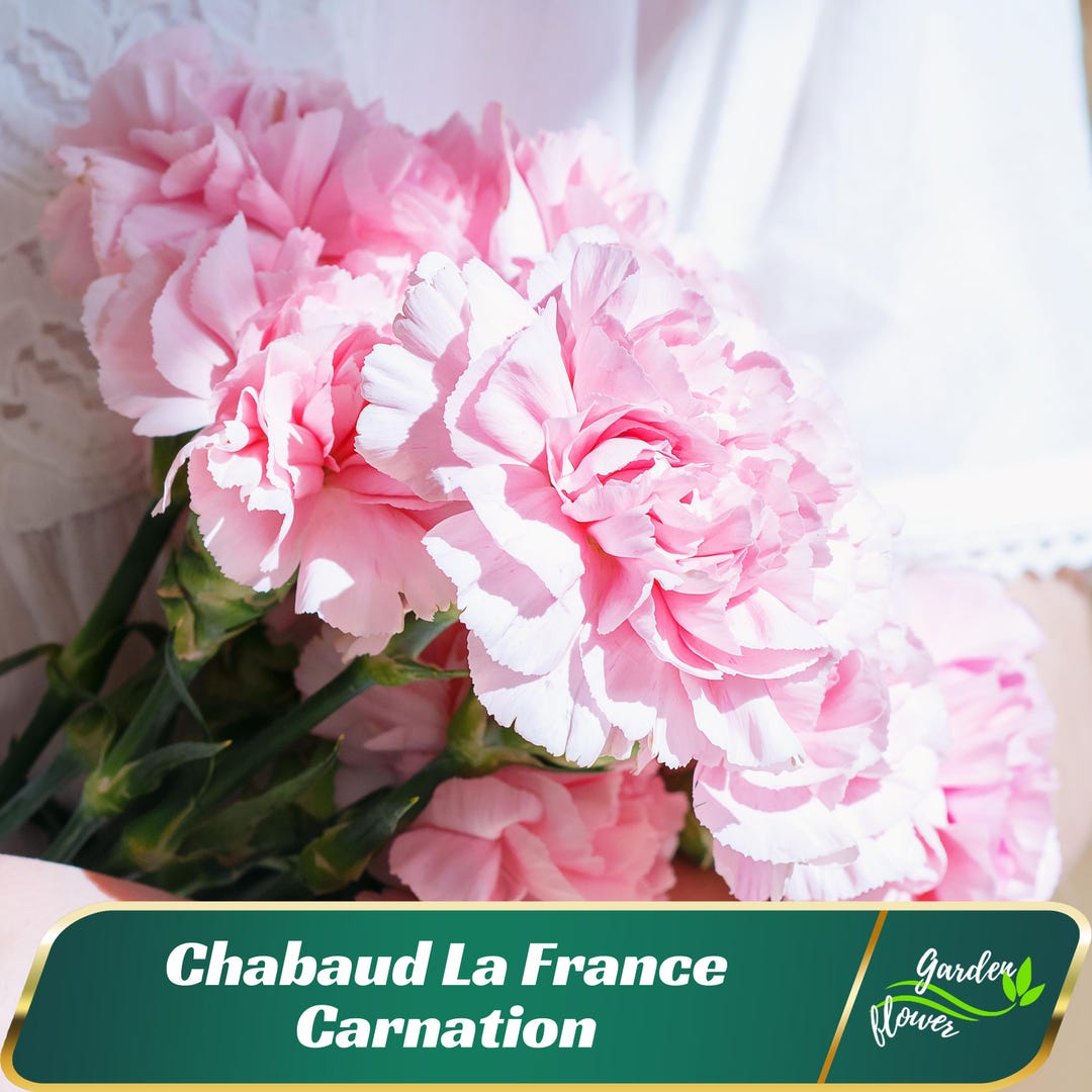 Chabaud La France Carnations - Dianthus - Authentic Seeds - Cold ...