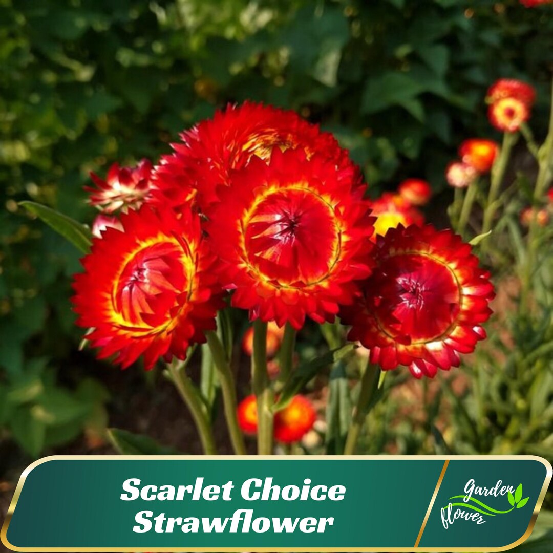 Scarlet Choice Double Straw Seeds - Golden Everlasting - Authentic ...
