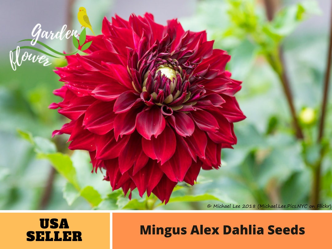 Red Mingus Alex Dahlia Perennial Flower Seeds authentic - Etsy