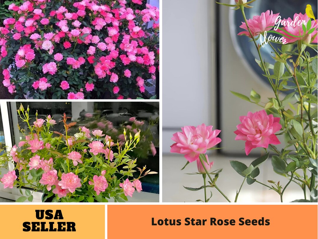 30 Rare Seeds Lotus Star Rose Seeds-perennial authentic Seeds-flowers ...