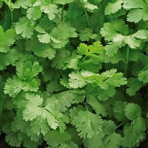 110 Seeds| Cilantro Seeds - Perennial - Authentic Seeds - Edible ...