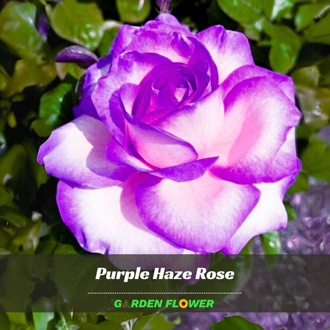 Purple Haze Rose Seeds | Rare Perennial Flower (30+ Seeds) - Etsy
