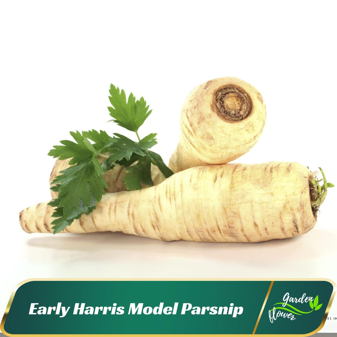 Early Harris Model Parsnip Seeds - Organic, Heirloom Variety - Etsy