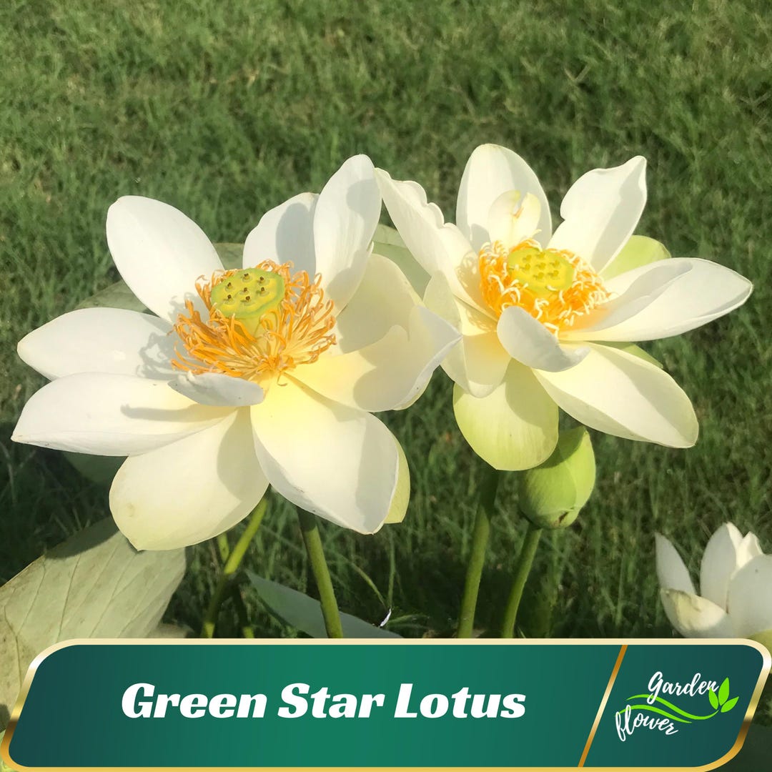 5 Green Star Lotus Seeds - Indian Lotus (nelumbo Nucifera) - Perennial ...