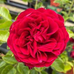 25+ Rare Seed | Red Climbing Rose Seeds - Perennial - Authentic Seeds ...