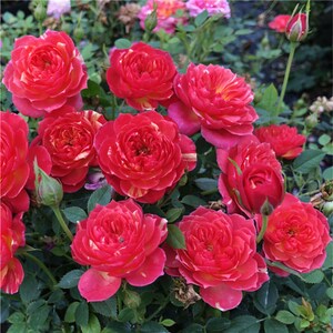 30 Rare Seeds Cache Cache Rose Seeds Perennial Rose Flower Authentic ...
