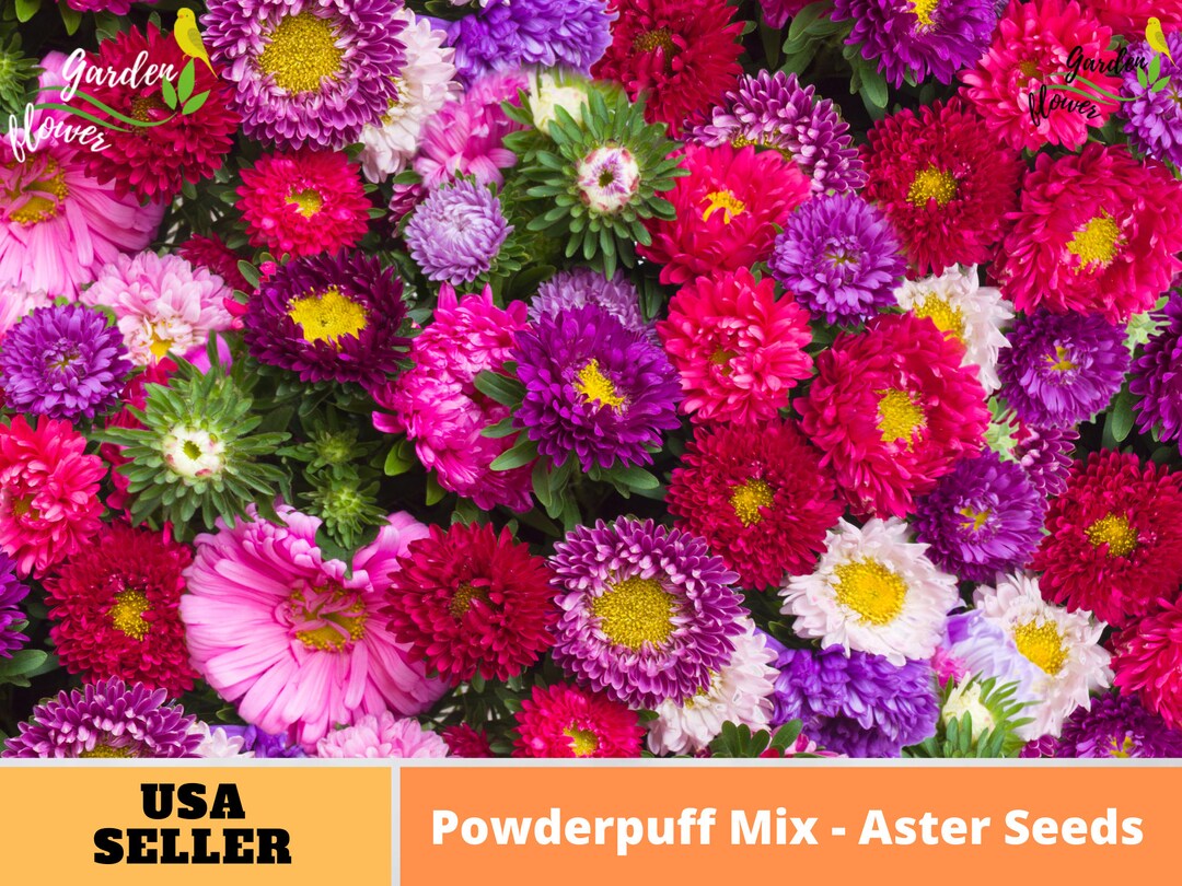 Powderpuff Mix Aster Seeds perennial authentic Seeds vegetable Seeds ...