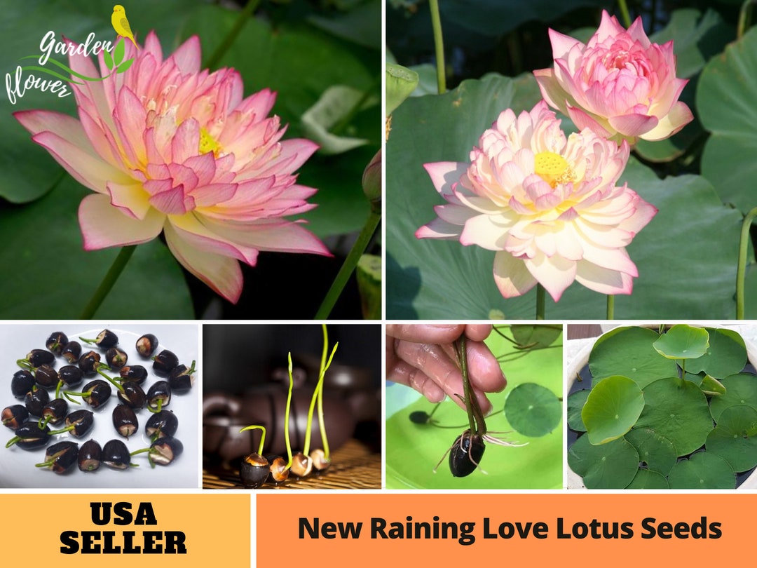 5 Rare Seeds New Raining Love Lotus Seeds Indian Lotus nelumbo Nucifera ...