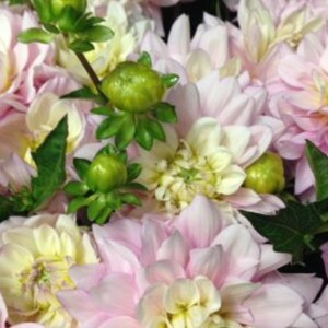 Pink Charlotte Mae Dahlia Flower Seeds - Perennial - Flowering - Fast ...
