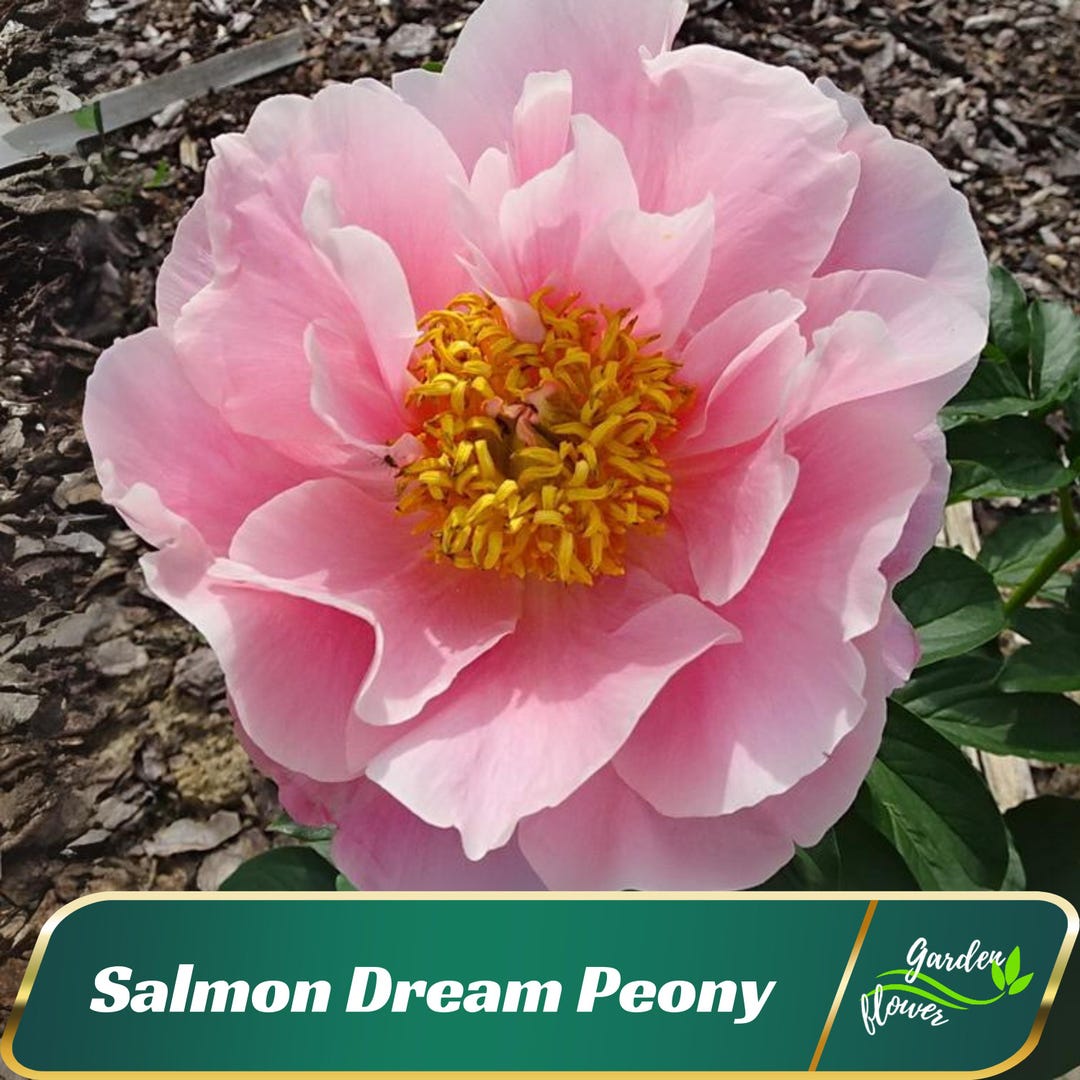 10+ Rare Seeds| Salmon Dream Peony Seeds - Perennial - Authentic Seeds ...