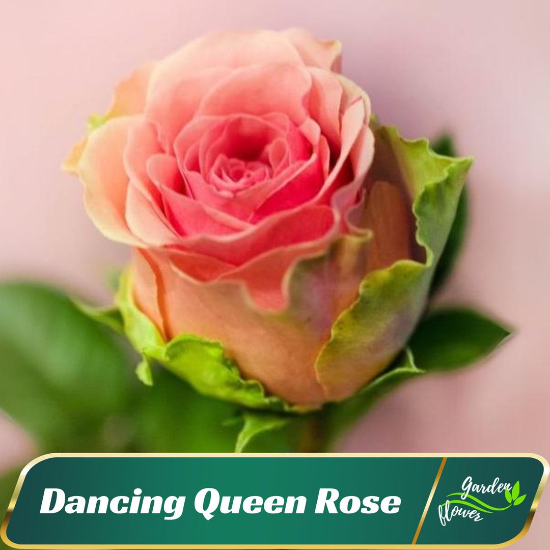 30+ Rare Seed| Dancing Queen Rose Seeds - Perennial - Authentic Seeds ...