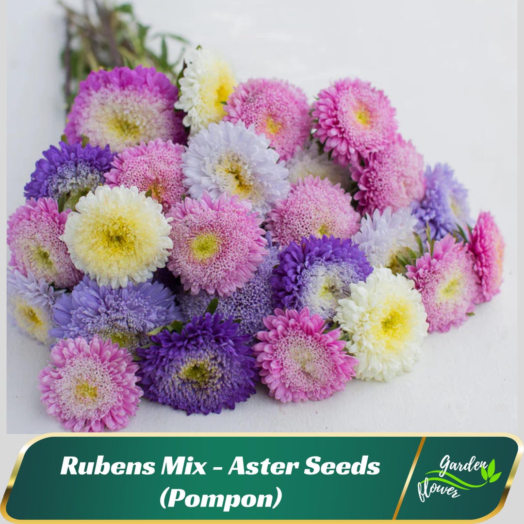 Aster Seeds (pompon) - Rubens Mix - Cold Resistant - Open-pollinating ...