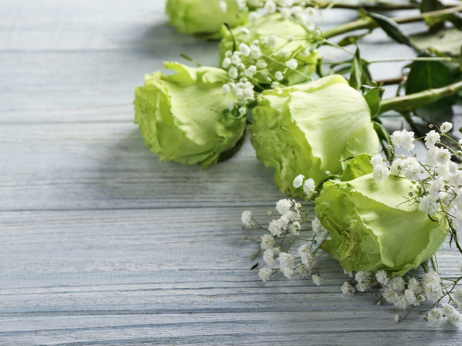 25 Rare Seed Bright Green Rose Seeds perennial authentic - Etsy