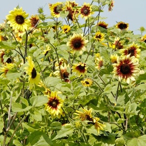 25+ Seeds| Yellow Brown Magic Roundabout Sunflower Seeds-perennial ...
