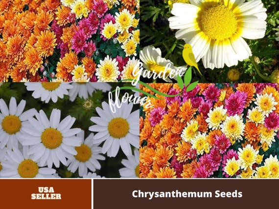 50 Seeds Multi-color Ground-cover Chrysanthemum Seeds seeds - Etsy