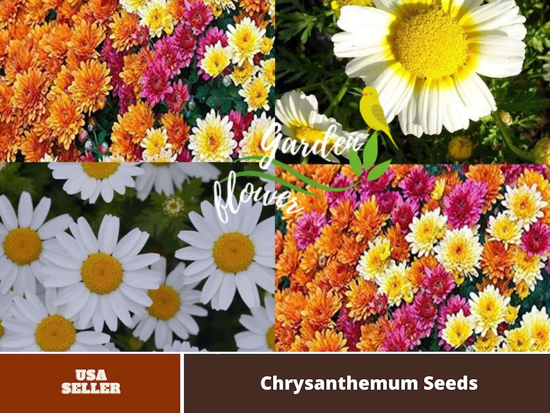 50 Seeds Multi-color Ground-cover Chrysanthemum Seeds seeds - Etsy