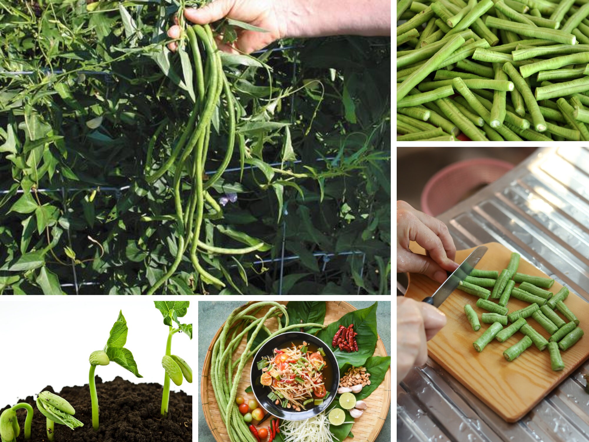 20 Seeds| Bean, Yard Long Seeding Seeds - Perennial - Organic - Fast ...