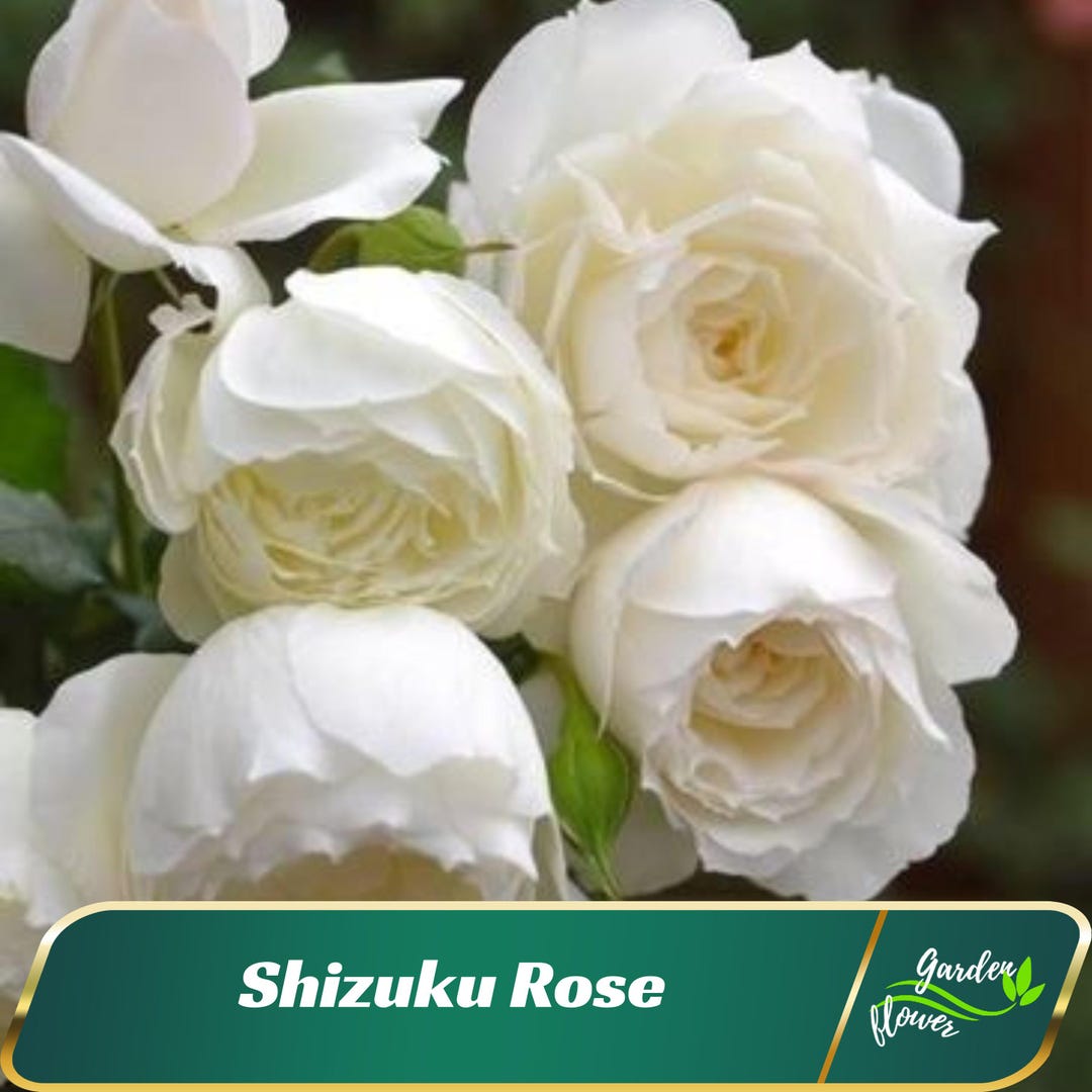 30+ Rare Seeds| Shizuku Rose Seeds- Perennial - Authentic Seeds - Late ...