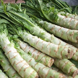 Celtuce (chinese Stem Lettuce) Seeds - Perennial - Edible - Organic ...
