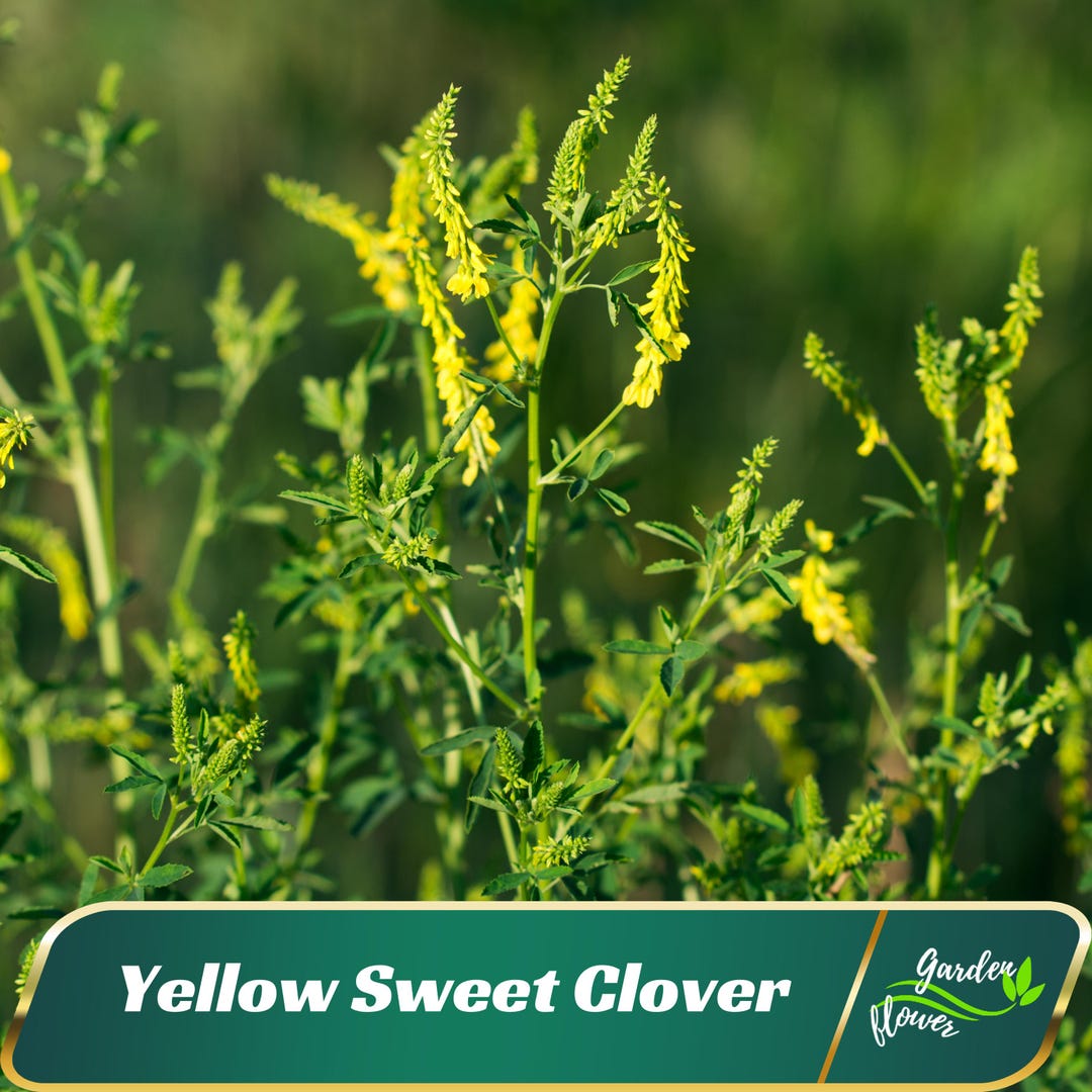 Yellow Clover Seeds - Perennial - Authentic Seeds - Air Purifying ...
