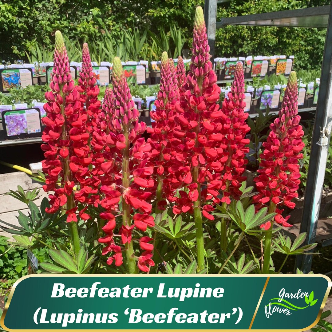 Lupinus ‘beefeater’ (lupine) - Authentic Seeds ~ GMO Free ~ Seeds ...