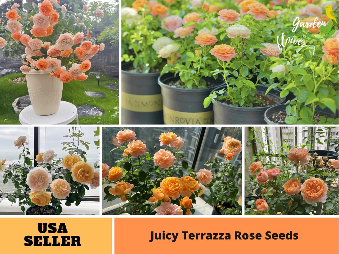 25 Rare Seeds Juicy Terrazza Rose Seeds Perennial authentic Seeds ...