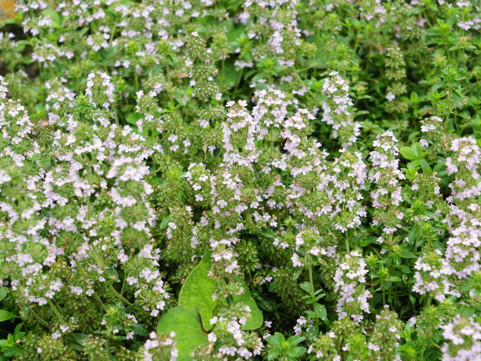 Thymus Vulgaris (common Thyme, English Thyme) - Authentic Seeds ~ GMO ...