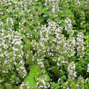 Thymus Vulgaris (common Thyme, English Thyme) - Authentic Seeds ~ GMO Free ~ Seeds~flower Seeds ...
