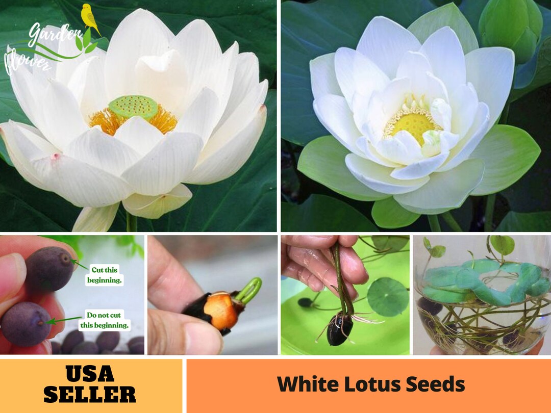 5 White Lotus Seeds Indian Lotus nelumbo Nucifera Perennial Edible ...