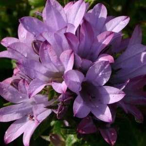 Campanula Glomerata 'caroline' - Perennial - Bellflower – Cold ...